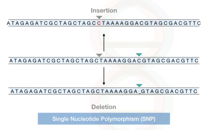 An Introduction To Genome-Wide Association Study (GWAS) An Introduction To Genome-Wide Association Study (GWAS)