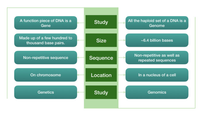 “Genome Vs Gene”, An Unusual Comparison