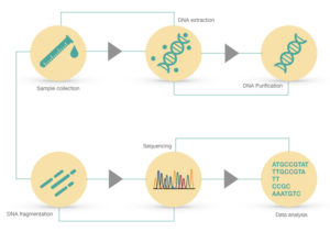 What is Genome Sequencing?- 3 Best Genome Sequencing Methods