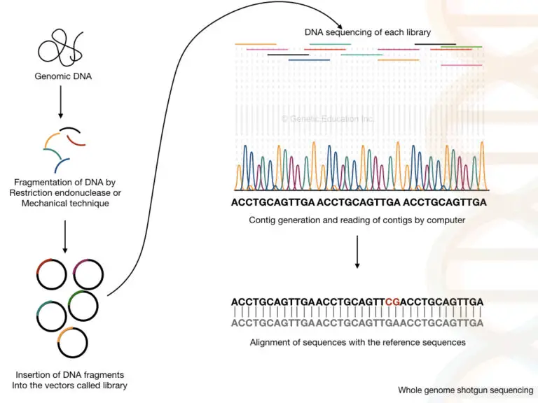 What is Genome Sequencing?- 3 Best Genome Sequencing Methods