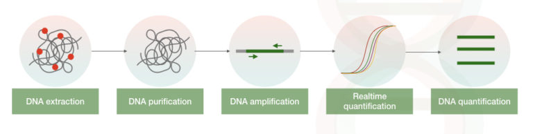50 Powerful Applications Of PCR