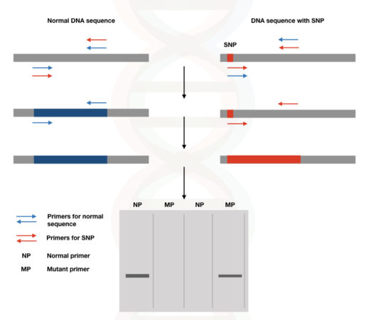 50 Powerful Applications Of PCR