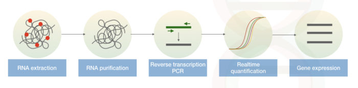 50 Powerful Applications Of PCR
