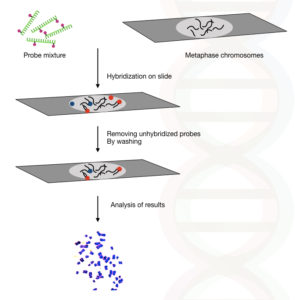 A Brief Introduction to (FISH) Fluorescence In Situ Hybridization