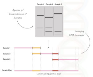 A Brief Introduction to "Gene Mapping"