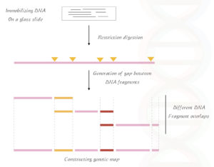 A Brief Introduction to "Gene Mapping"