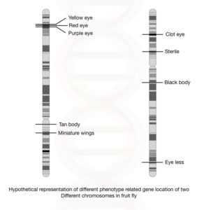 A Brief Introduction to "Gene Mapping"