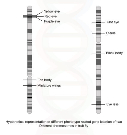 A Brief Introduction to "Gene Mapping"