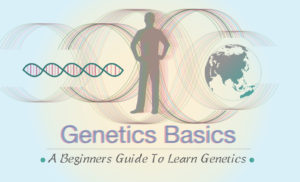 Genetics Basics: A Beginners Guide To Learn Genetics