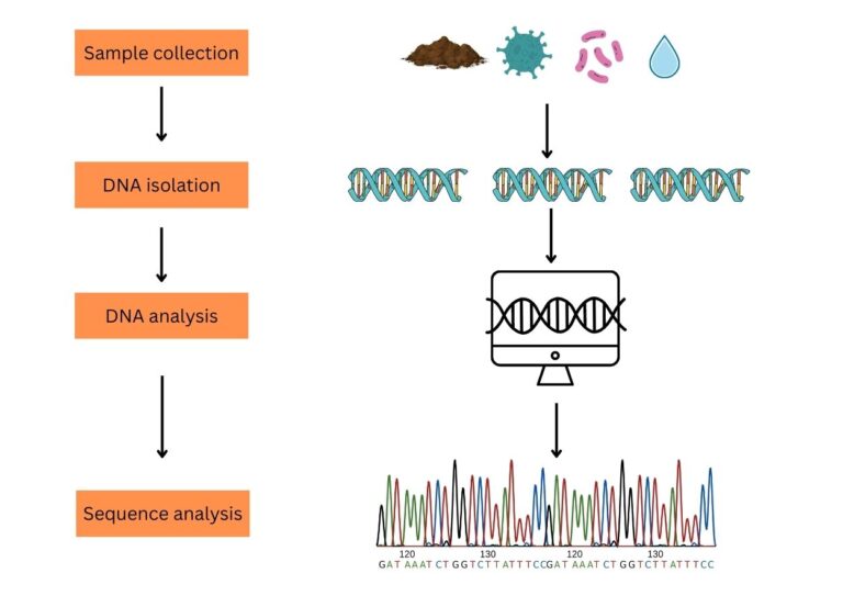 What is Environmental DNA? Definition, Process and Applications