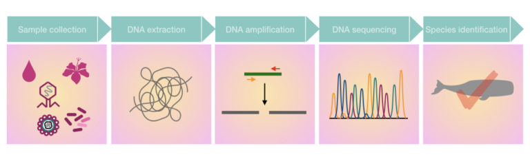 What is Metagenomics?- Definition, Steps, Process and Applications
