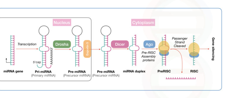 MicroRNA: Definition, Structure, Function, Types, Nomenclature, and ...