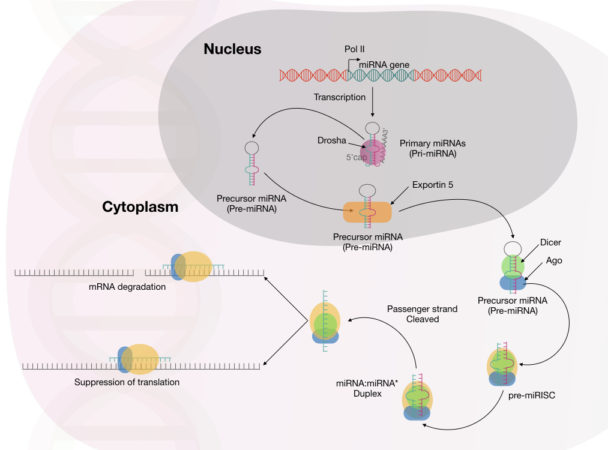 What is RNA Interference and How Does it Work?