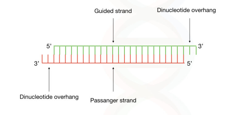 siRNA (Small Interfering RNA): Structure And Function