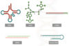 siRNA (Small Interfering RNA): Structure And Function