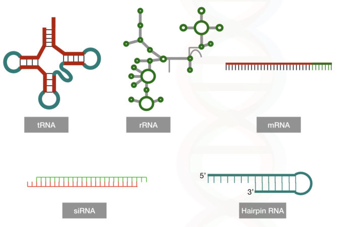 siRNA (Small Interfering RNA): Structure And Function