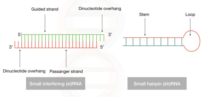 What Is shRNA (Short-hairpin RNA)?