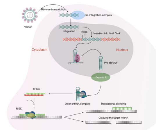 What Is shRNA (Short-hairpin RNA)?