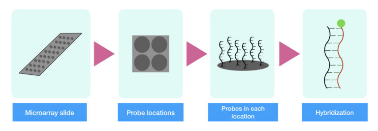 Gene Expression Microarray: Principle, Process, Advantages, Limitations ...