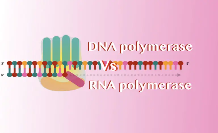 Comparison Between: DNA Polymerase Vs RNA Polymerase