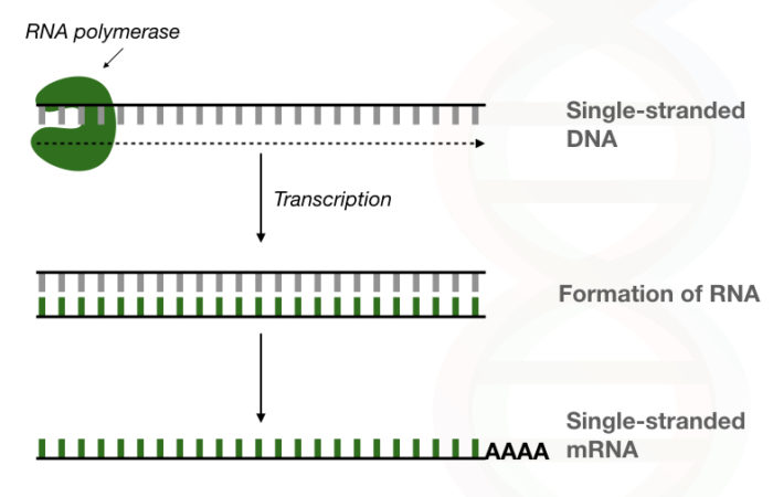 Comparison Between: DNA Polymerase Vs RNA Polymerase