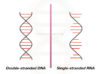 DNA vs RNA: Differences And Similarities