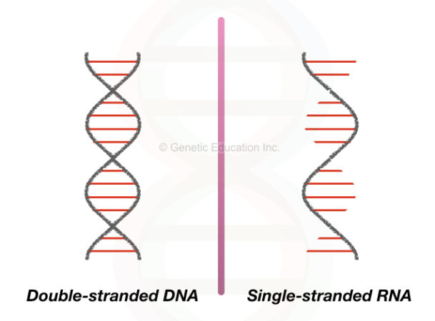 DNA vs RNA: Differences And Similarities