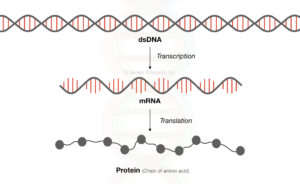 The Process of cDNA Synthesis and cDNA Library Preparation