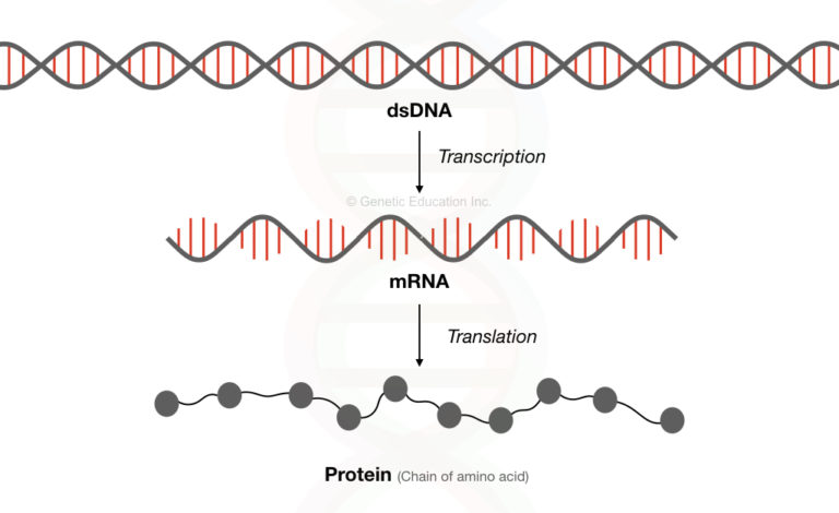 DNA vs RNA: Differences And Similarities
