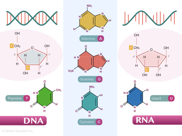 Nucleic Acid- Monomer, Dimer And Polymer