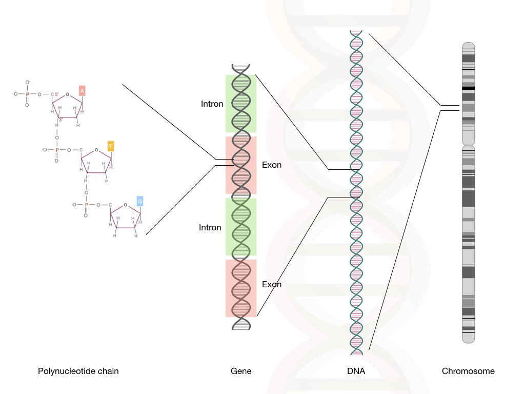Genome Archives Genetic Education