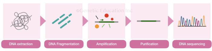 What Is DNA Sequencing? A Beginners Guide