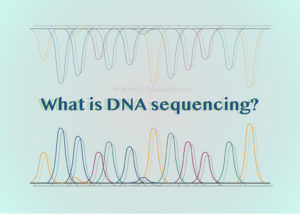 What Is DNA Sequencing? A Beginners Guide