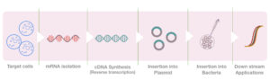 The Process of cDNA Synthesis and cDNA Library Preparation