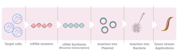 Gene Transfer Techniques- Horizontal, Vertical, Physical and Chemical ...