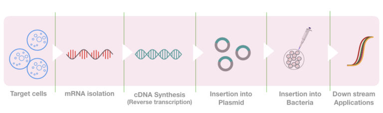 The Process of cDNA Synthesis and cDNA Library Preparation