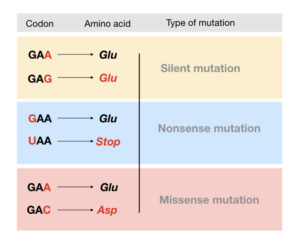 Genetic Mutations- Definition, Types, Causes and Examples – Genetic ...