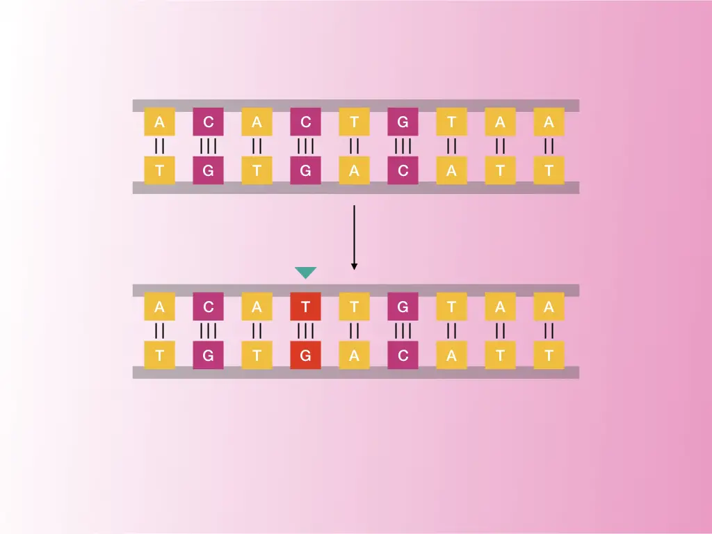 Genetic Education — What Is A Point Mutation?
