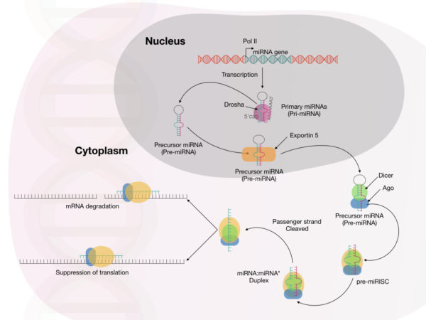 siRNA vs miRNA: 10 Major Differences