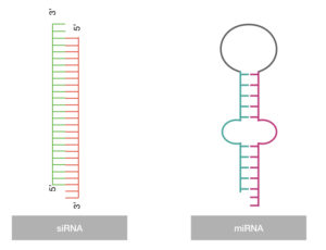 siRNA vs miRNA: 10 Major Differences