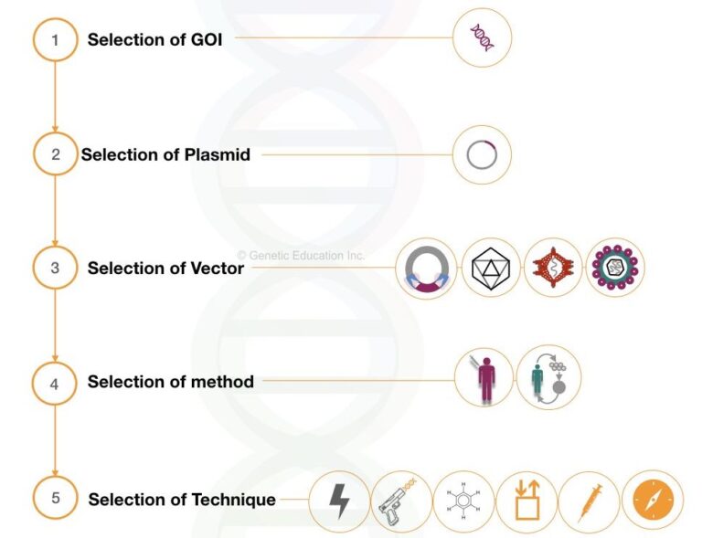 What Is Genetic Engineering?- Definition, Types, Process And Application