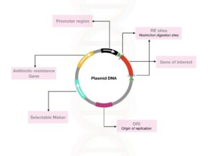 Gene Knockout: Steps, Methods and Applications
