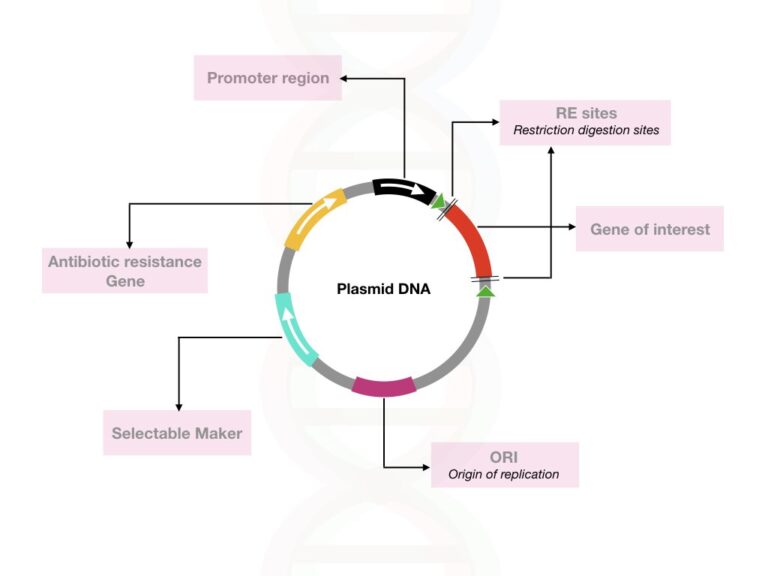 Gene Knockout: Steps, Methods and Applications
