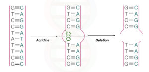 Mutagen: Definition, Types And Effect