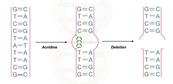 Mutagen: Definition, Types And Effect