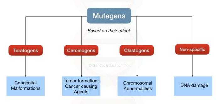 Mutagen Definition Types And Effect