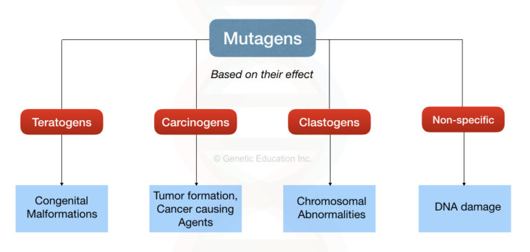 Mutagen: Definition, Types And Effect