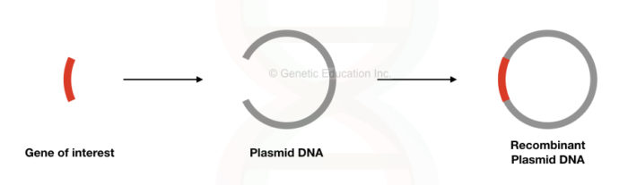 Plasmid DNA- Structure, Function, Isolation And Applications
