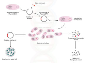 Plasmid DNA- Structure, Function, Isolation And Applications
