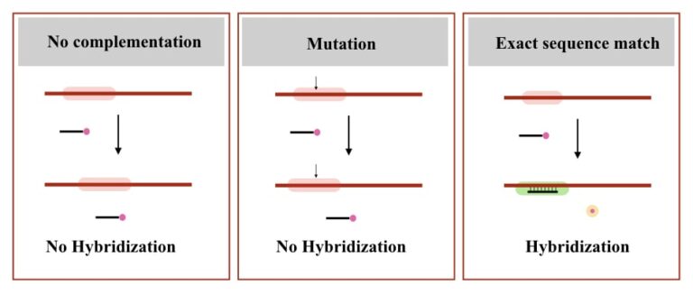 DNA Probes: Labeling, Types, Applications and Limitations